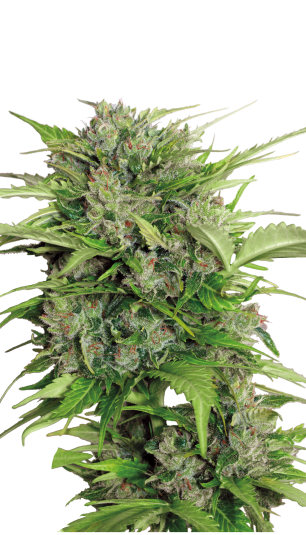 Auto AK-47 Strain ® Originally Bred by Serious Seeds Auto AK-47 Strain ® Originally Bred by Serious Seeds